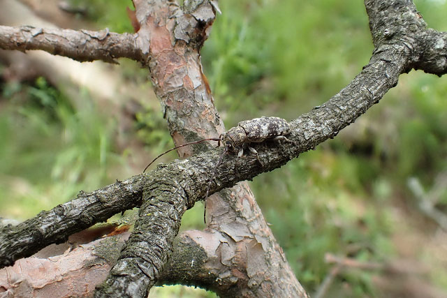 キボシチビカミキリ